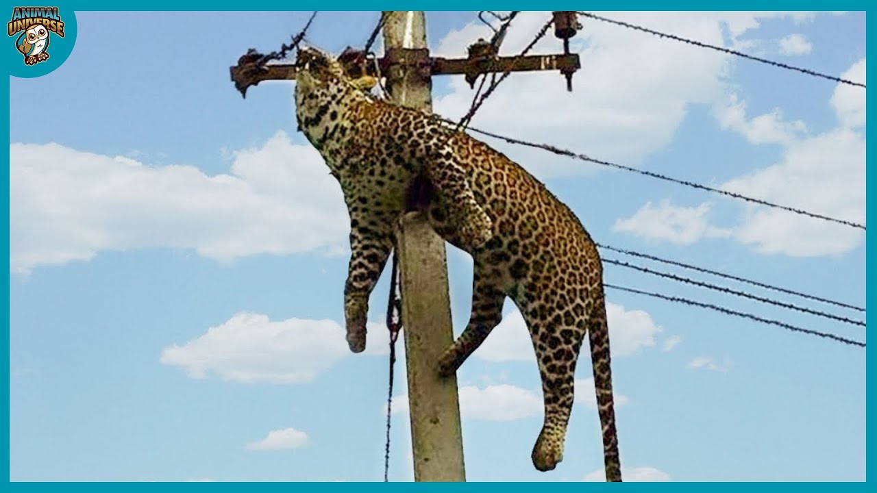 15 Tragic Moments When Animals Get Electrocuted - YouTube