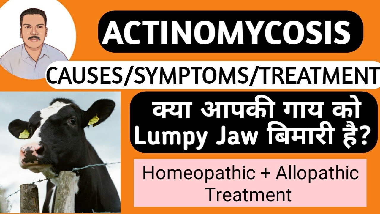 क्या आपकी गाय को Lumpy Jaw बिमारी है? | Actinomycosis treatment, causes ...