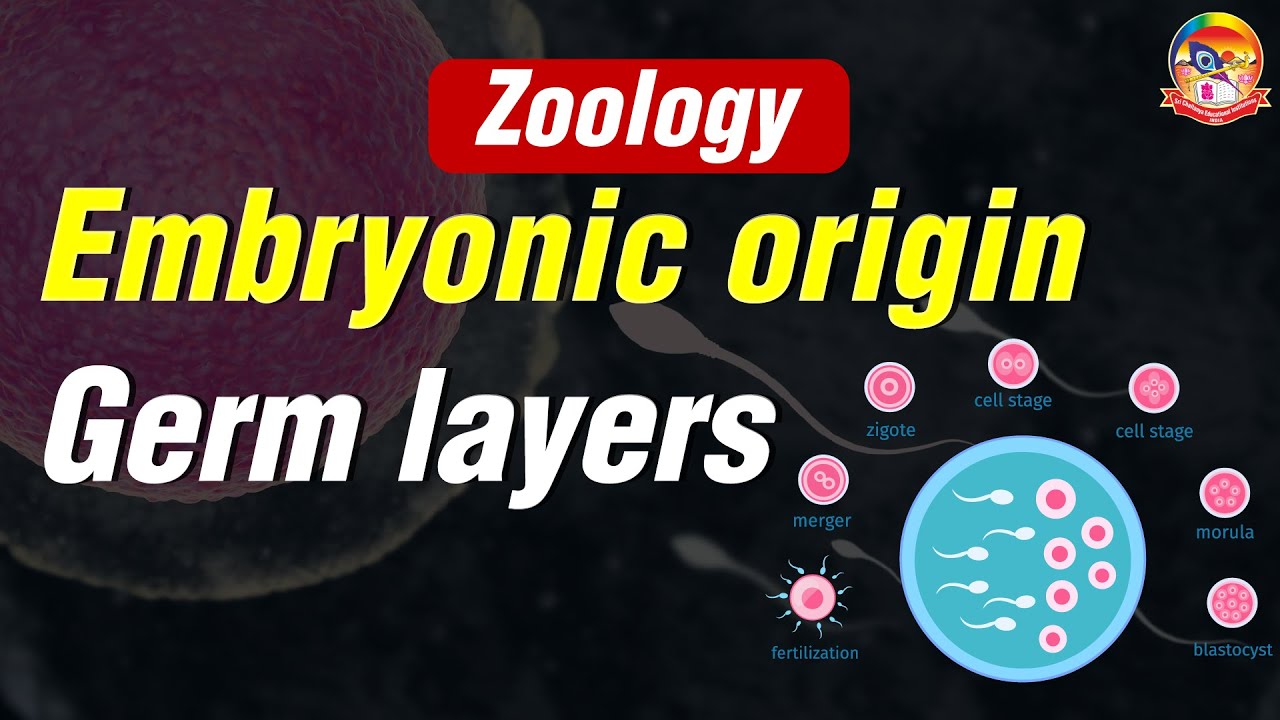 Embryonic Origin - #GermLayers || Zoology || LIVE || Madhu || Sri ...