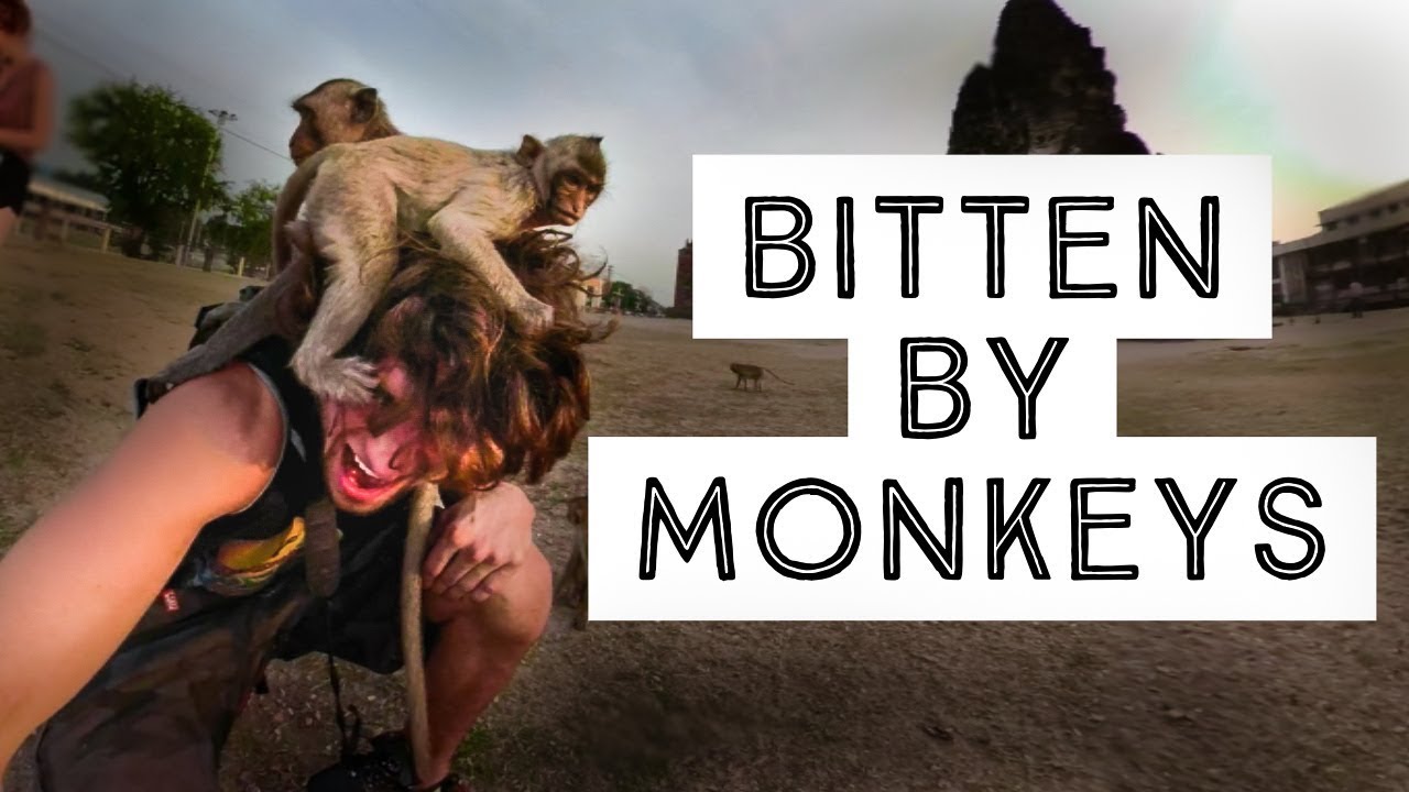ATTACKED & BITTEN BY A RABID MONKEY!!! Thailand Travel Vlog - YouTube
