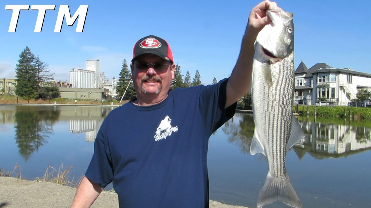 Nice Size Striper Caught on a Live Mudsucker~Petaluma River Fishing ...