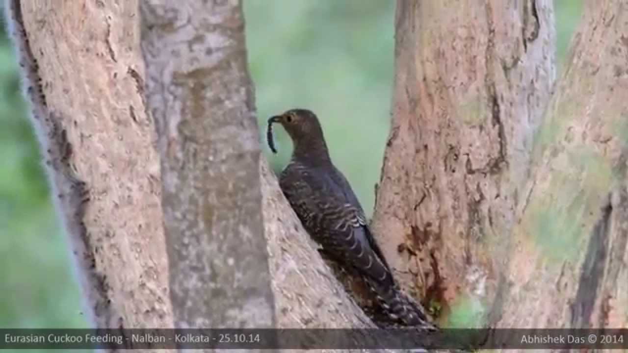 Eurasian Cuckoo - Feeding - Nalban, Kolkata - YouTube
