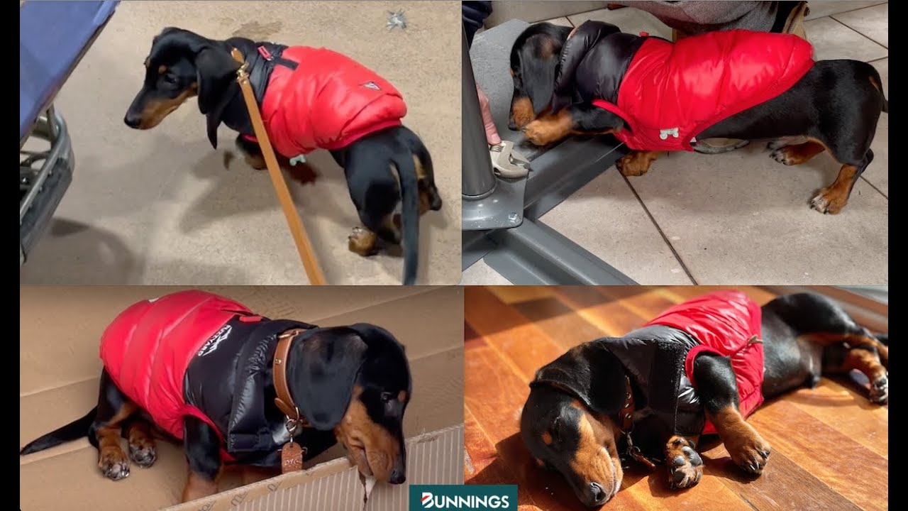 Good Boy Wilson Going to Bunnings Warehouse Australia | SUPER CUTE ...