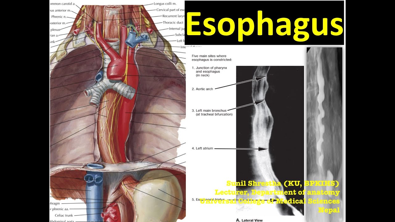 Esophagus (Anatomy Shortcut channel) - YouTube