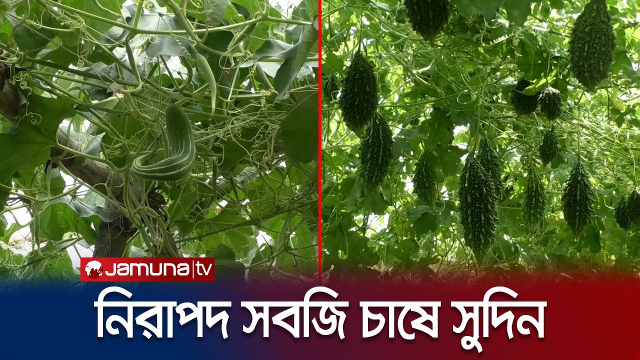 হাত জাল আর আঠালো ফাঁদ ব্যবহার করে সবজি চাষে সফলতা | Vegetable | Jamuna ...