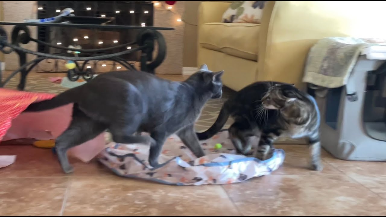 Is my Cat a bully? 🐱 Watch my cat reaction when being told stop ...