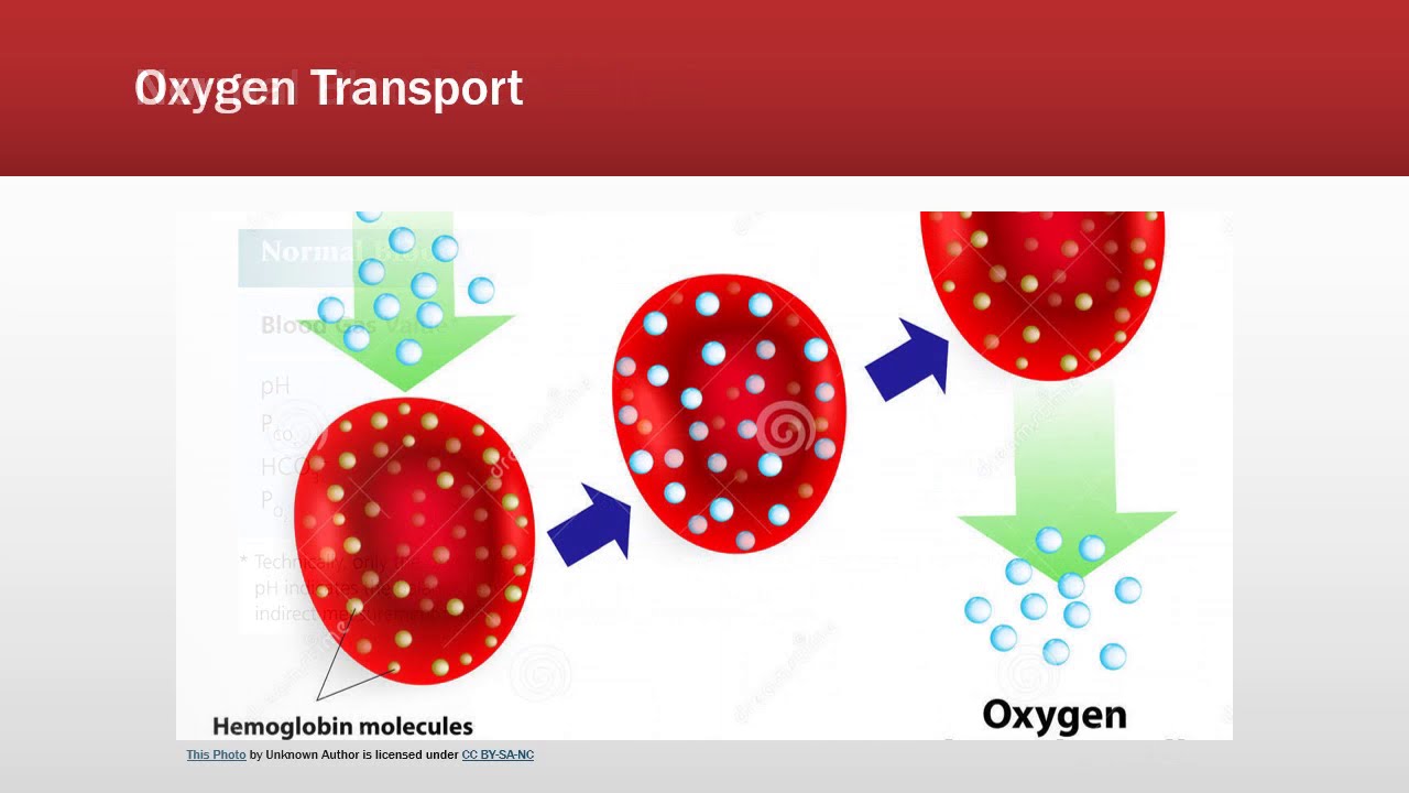 Oxygen Transport - YouTube