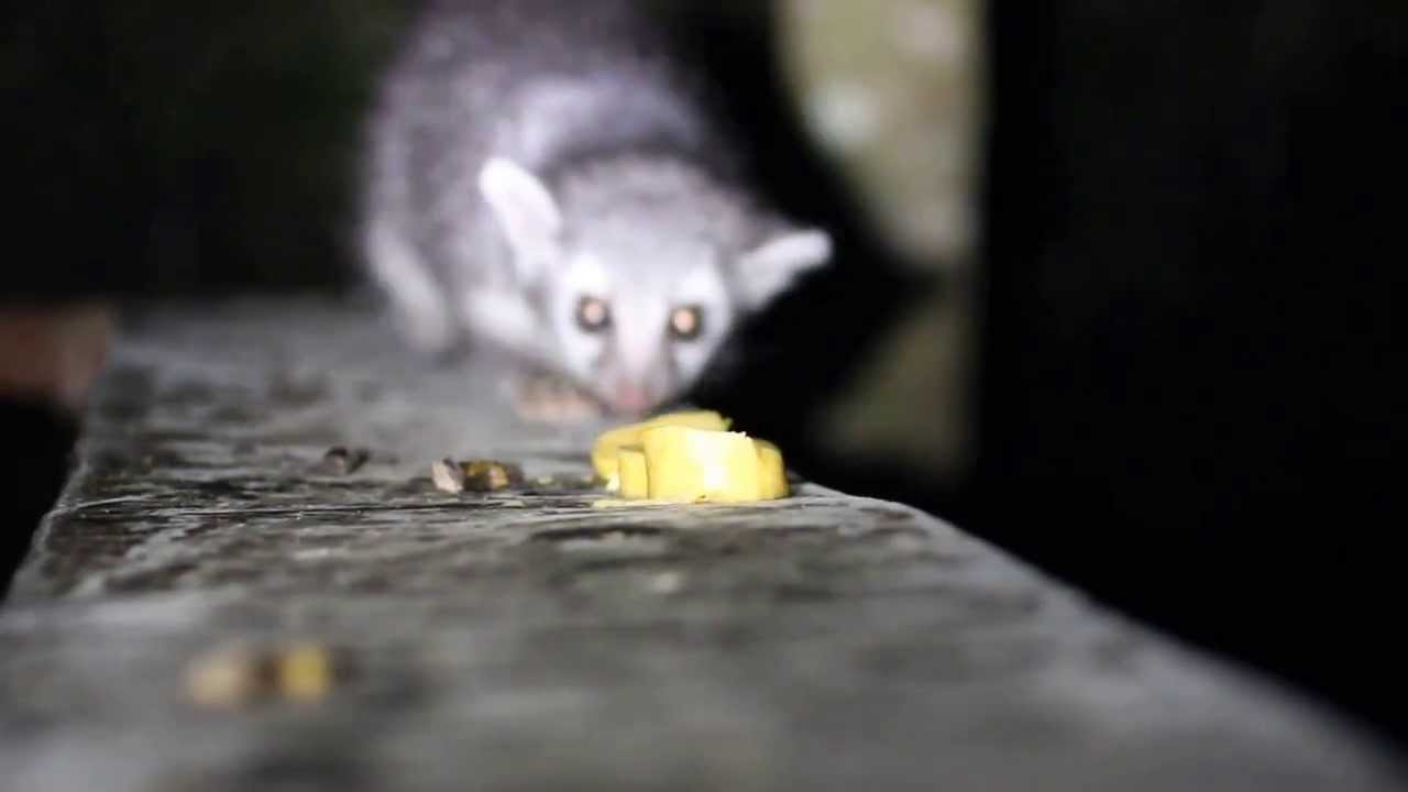 Cacomistle eats banana - YouTube