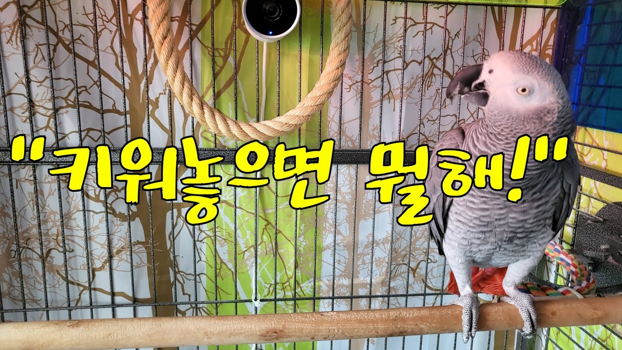 추석 잘 보내세요 African gray parrot Papagei Попугай (popugái)Papago parrot ...