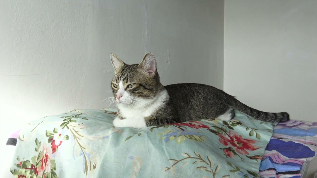 Sweet Little Cat Loaf - YouTube