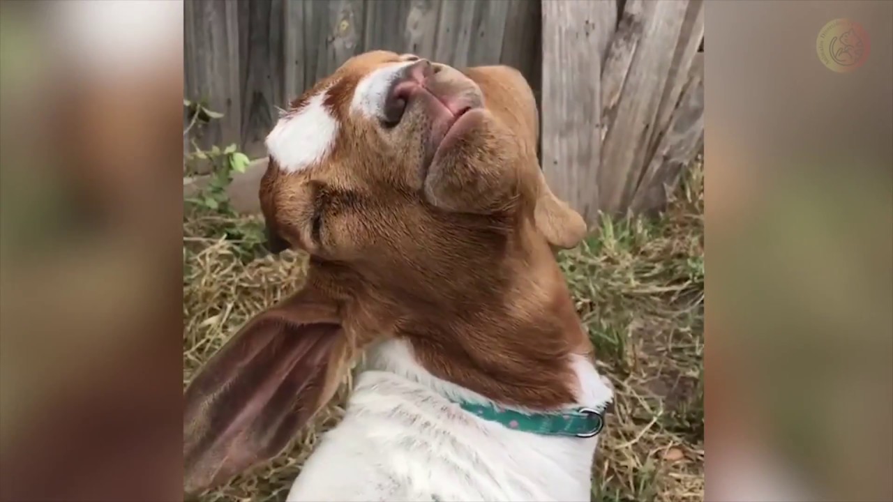 Cuando las Cabras Te Gritan - Cabras Gritando Recopilación - YouTube