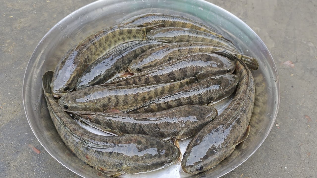 Gari Machhali kaise banaye || Machhali Recipe || Fish Curry recipe ...