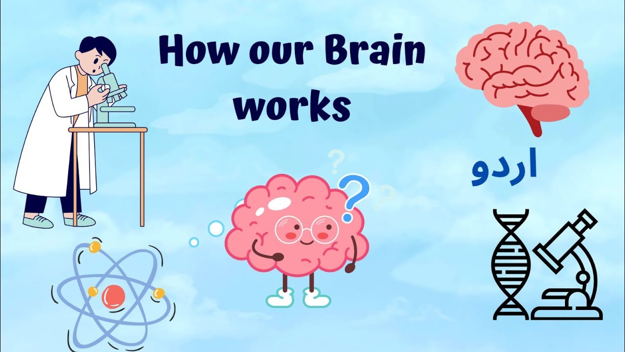 Brain parts and it's functions in Urdu/Hindi | parts of brain | Demag k ...