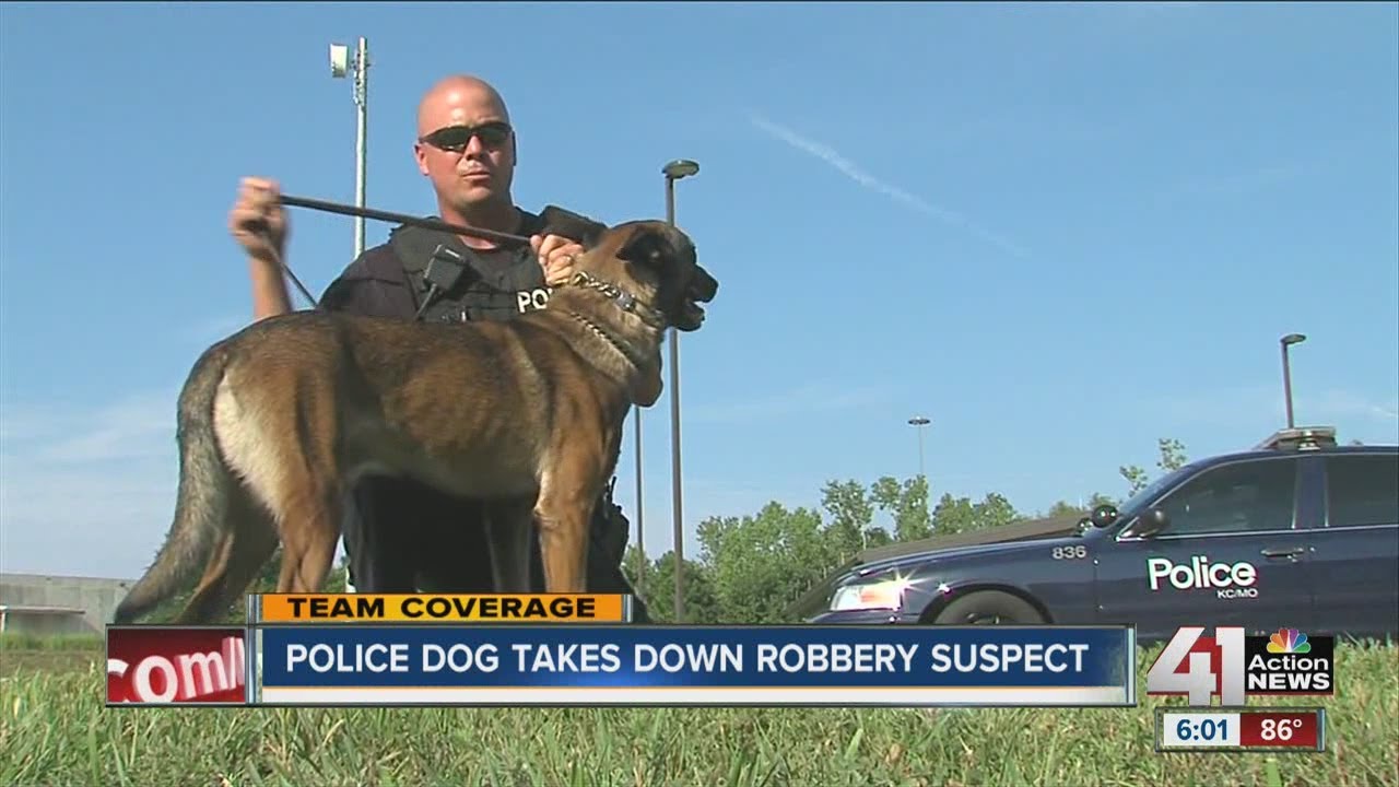 Police dog takes down carjacking suspect - YouTube