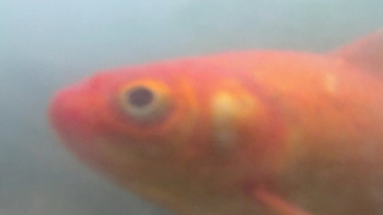 Fish Episode 01 - YouTube