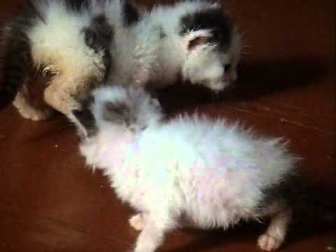 Knutebi - YouTube