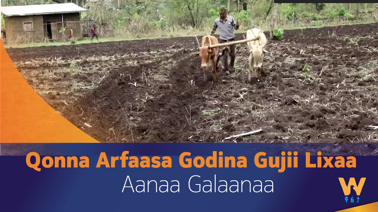 Qonna Arfaasa Godina Gujii Lixaa Aanaa Galaanaa - YouTube