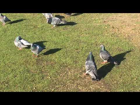 pigeons vibing - YouTube