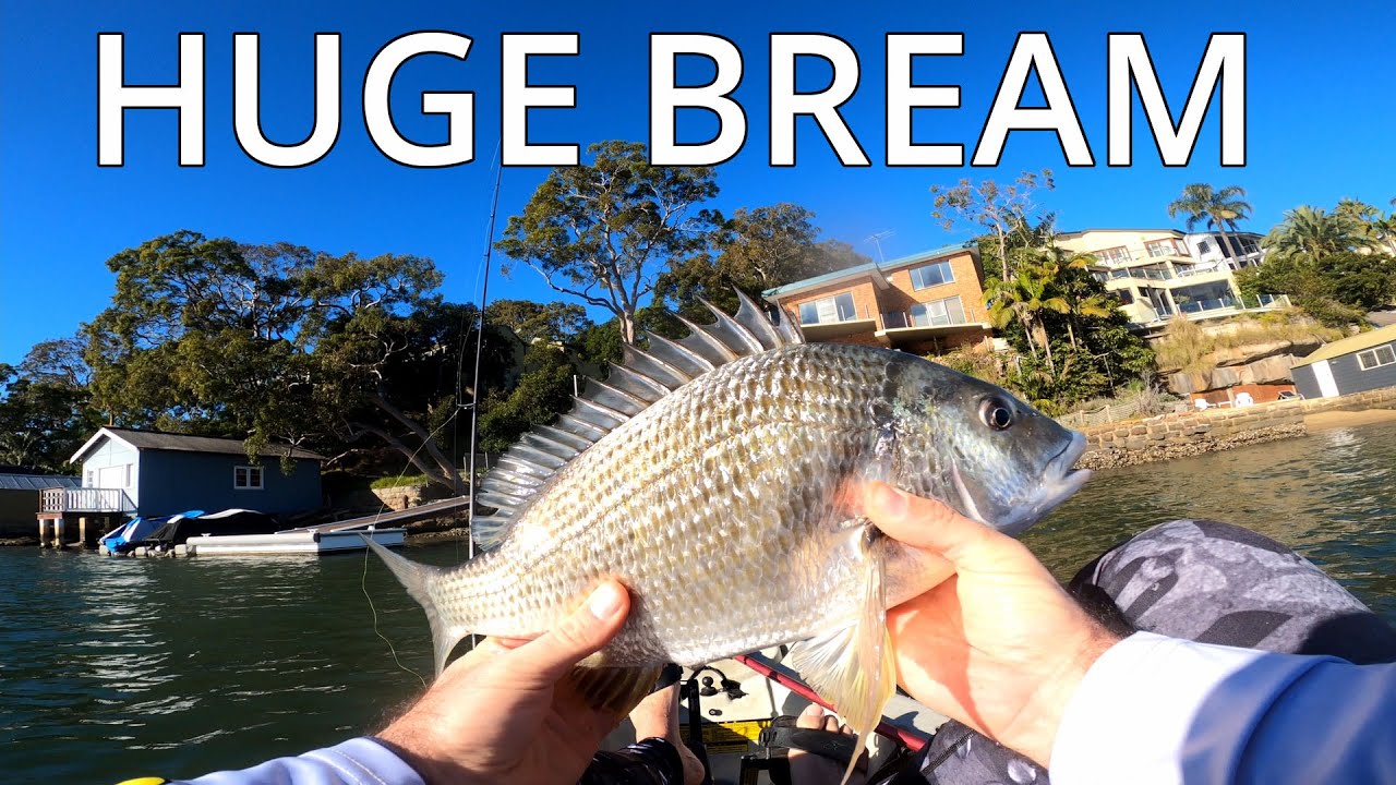 Winter Bream Fishing in the Georges River Sydney - Huge Bream Captures ...