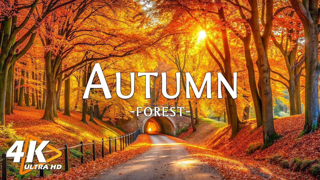 Enchanting Autumn Forests with Beautiful Piano Music🍁4K Autumn Ambience ...
