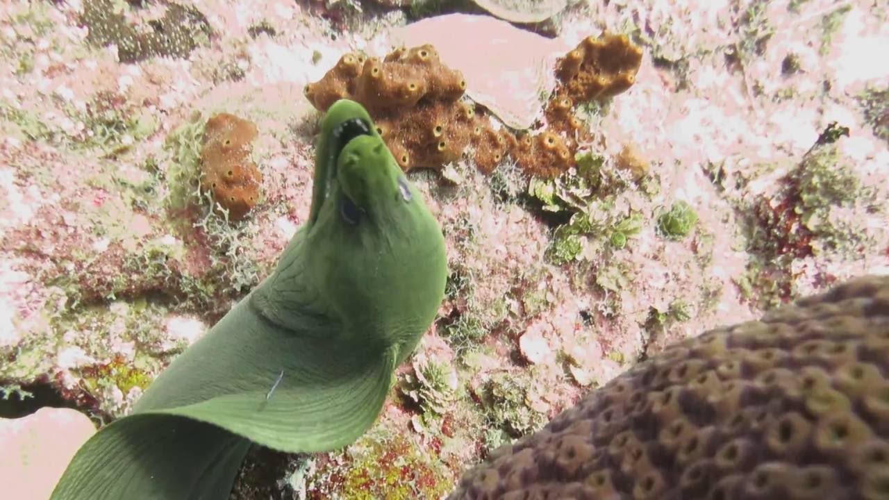 Green Moray Eel Belize 2016 - YouTube