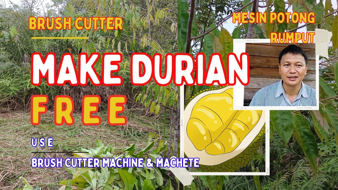 The brush cutter machine makes durian seedlings FREE from the crush of ...