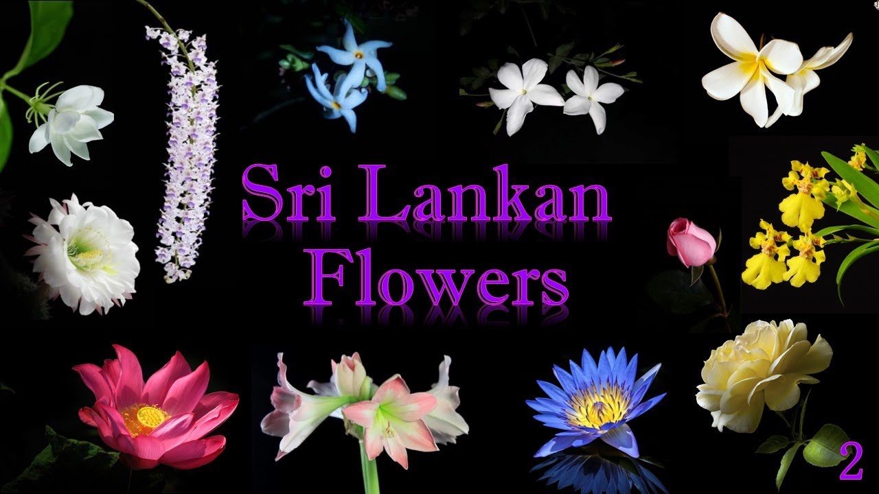 SRI LANKAN FLOWERS - EP 02 - YouTube