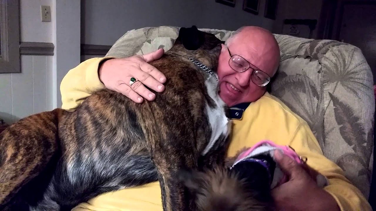 Boxmas video! Love my dog! - YouTube