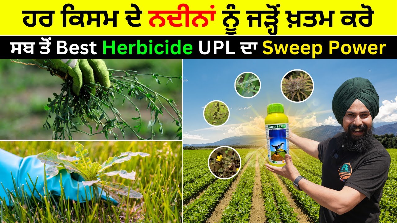 ਇਹ ਦਵਾਈ ਖੇਤ ਵਿੱਚ ਨਦੀਨਾਂ ਨੂੰ ਵਧਣ ਤੋਂ ਰੋਕੇ : Full Review on UPL Sweep ...