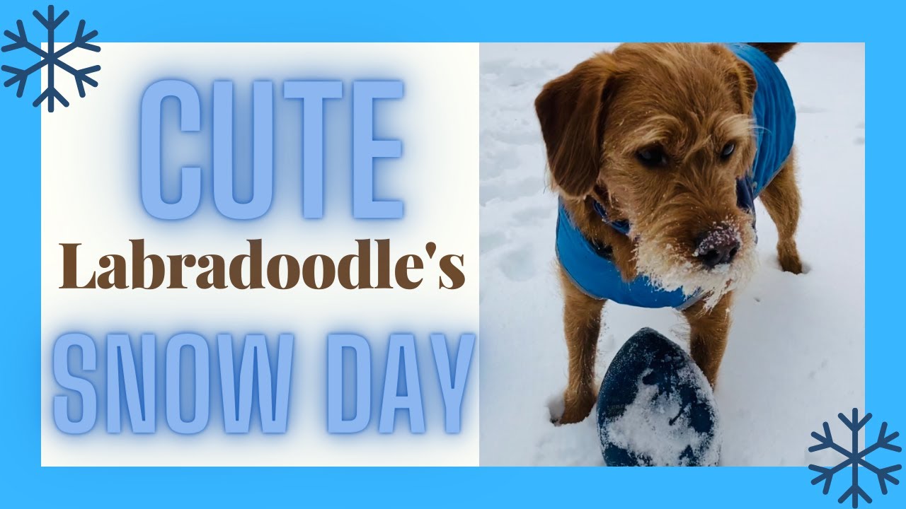 Cute labradoodle has a snow day - YouTube