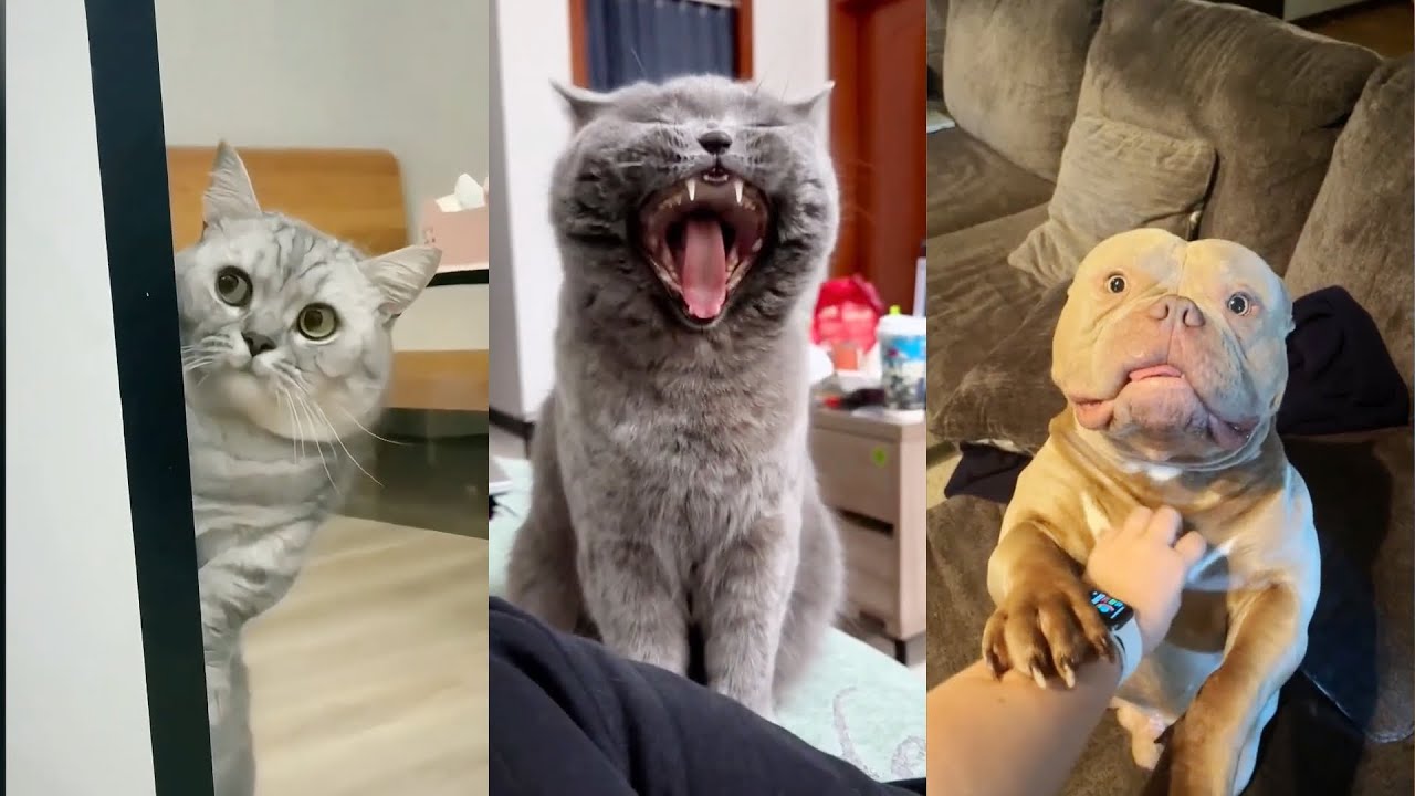 Funniest Cats and Dogs 😂 Ultimate Pet Fails Compilation! Part 32| Can't ...