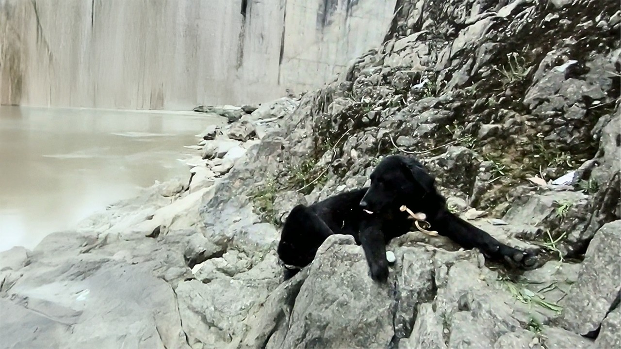 A stray dog, immobile after falling off a cliff, lay quietly there as ...