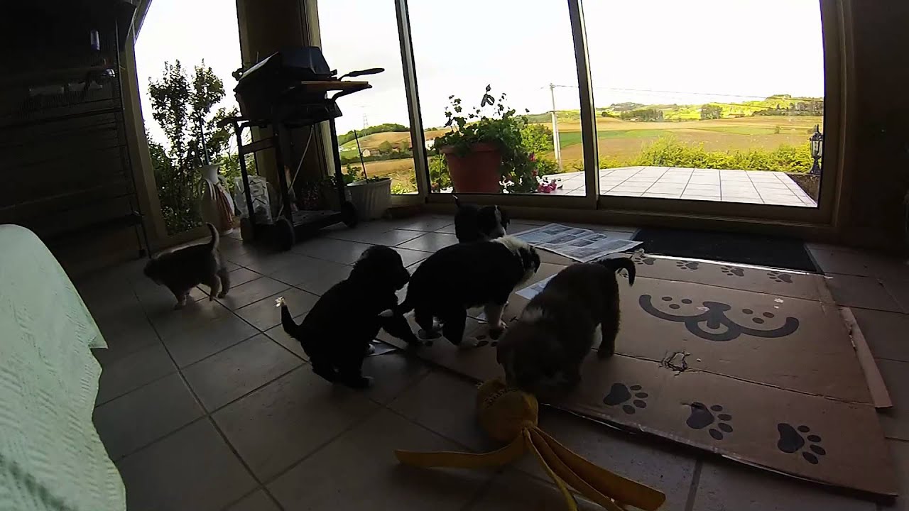 Labernois (labrador x bouvier bernois) 1 mois - YouTube