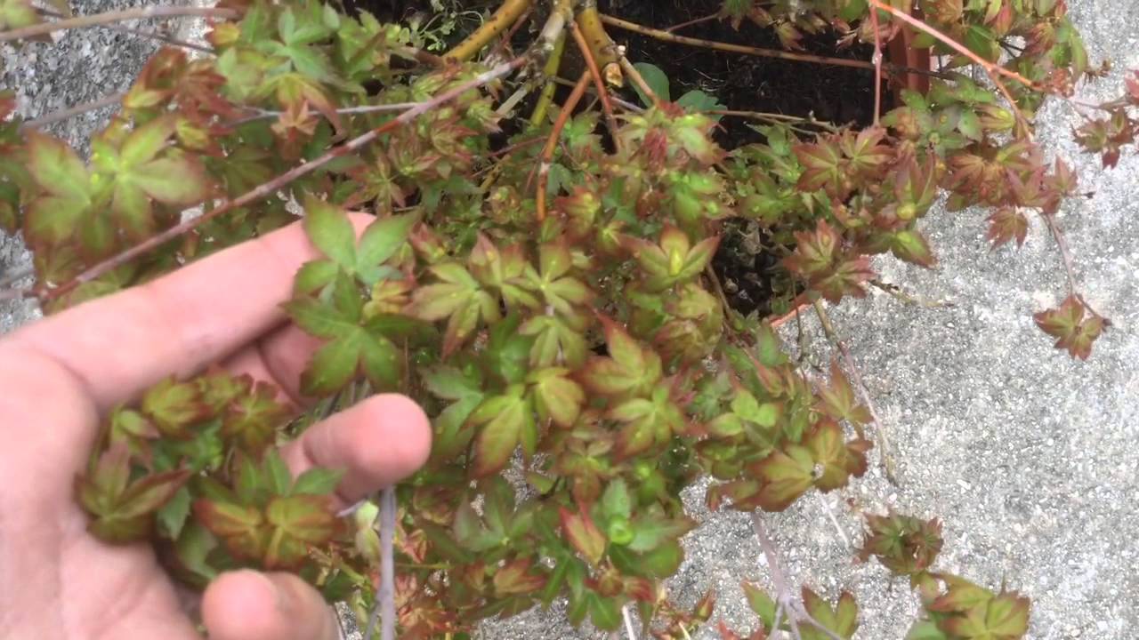 Acer palmatum "little princess" o "kiyohime" - YouTube