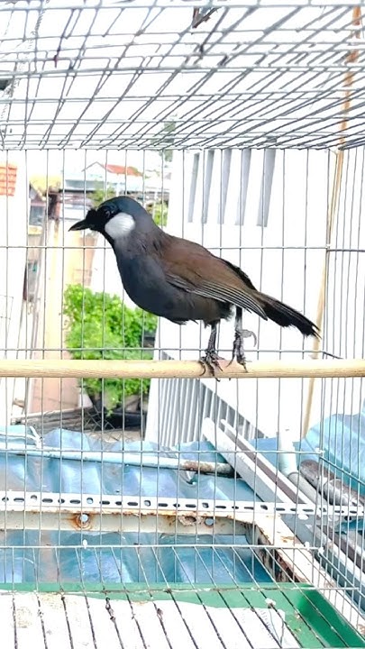 Luyện chim khướu hót giọng rừng - YouTube