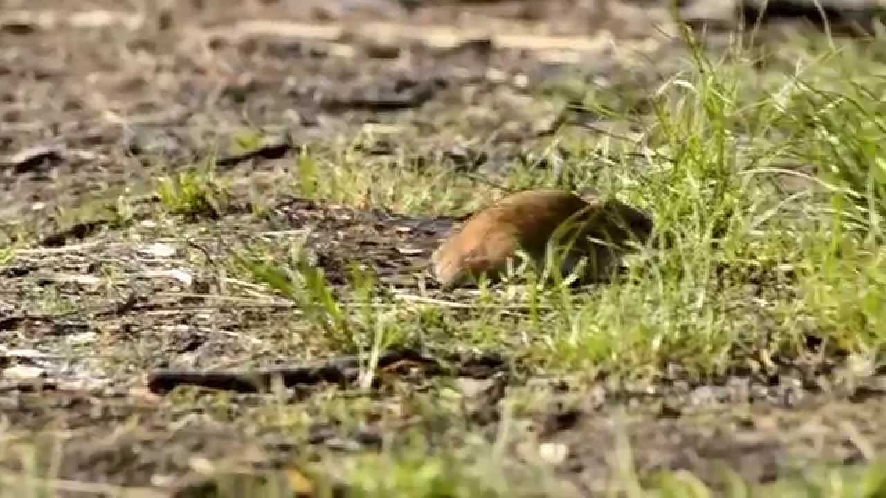 mysz polna - YouTube