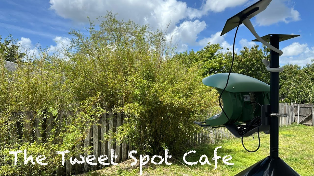 The Tweet Spot Cafe Birdfy Live Stream - YouTube
