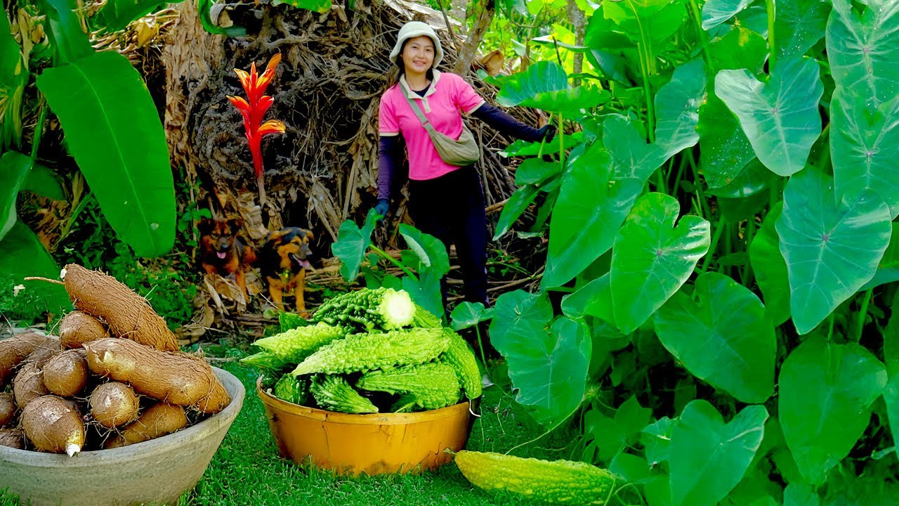 Harvest Taro Stems, Bitter Melon, Cassava To Market Sell, Cook With ...