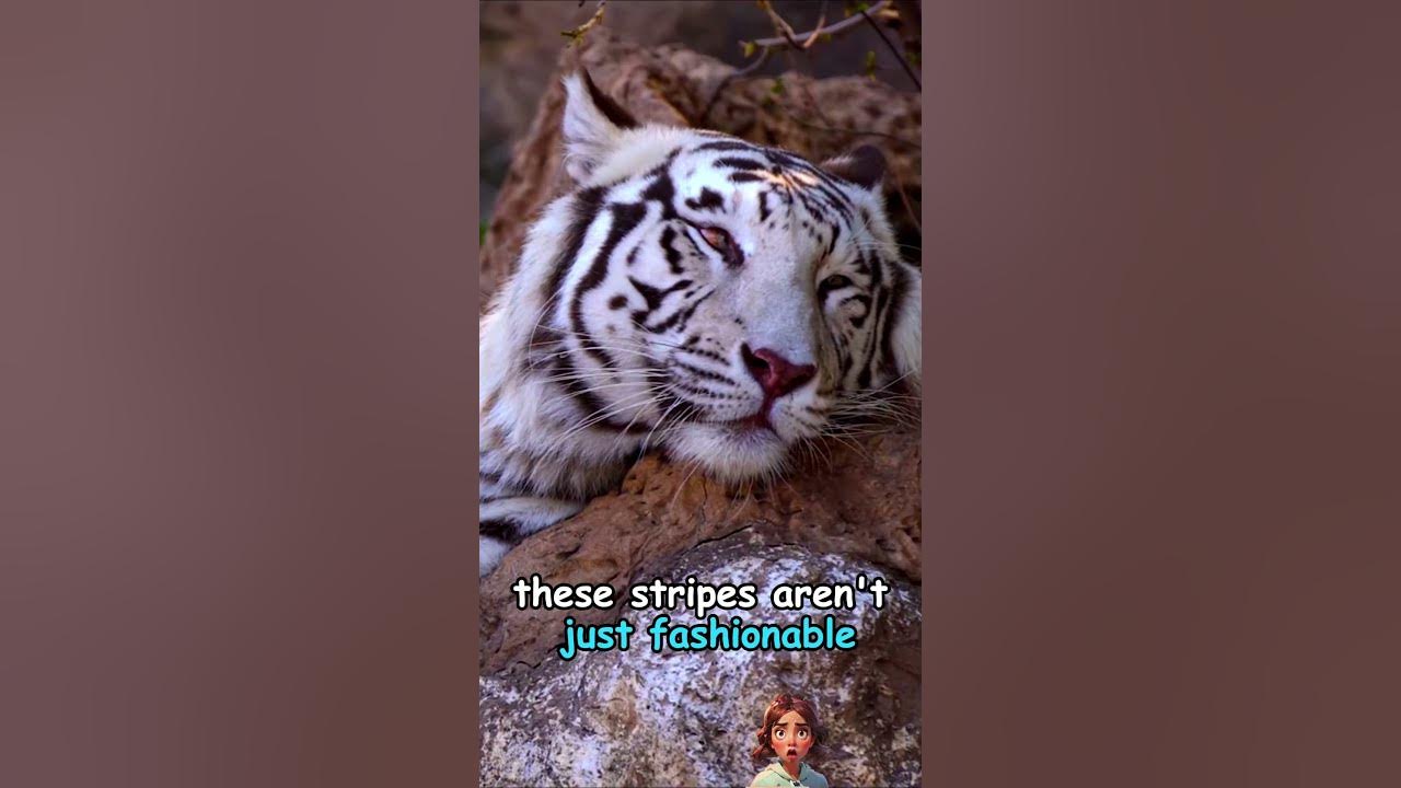 Why do some ANIMALS have Stripes?🦓🐅 | #shorts - YouTube