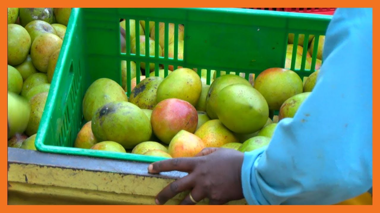 | KENYA'S GOLD | Kilimo cha Maembe Kaunti ya Murang'a [Part 3] - YouTube