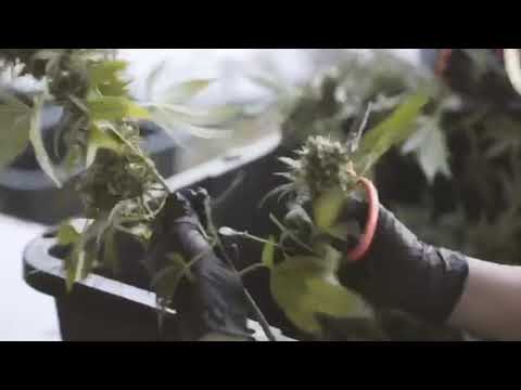 Lushfield's Fresh Frozen