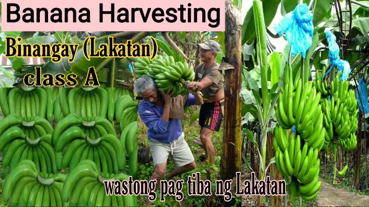 Banana Lakatan Harvesting||| Tamang pagtiba ng saging na Lakatan at pag ...