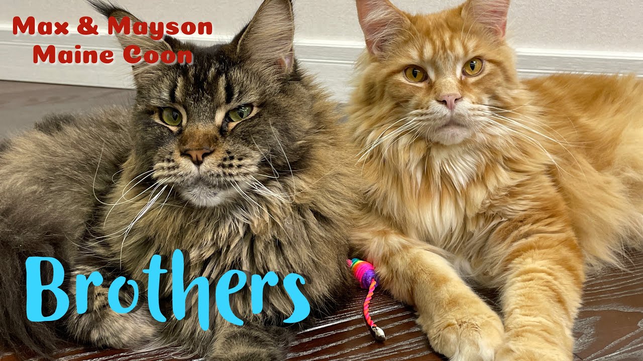 Maine Coon brothers pretend to be friends. - YouTube