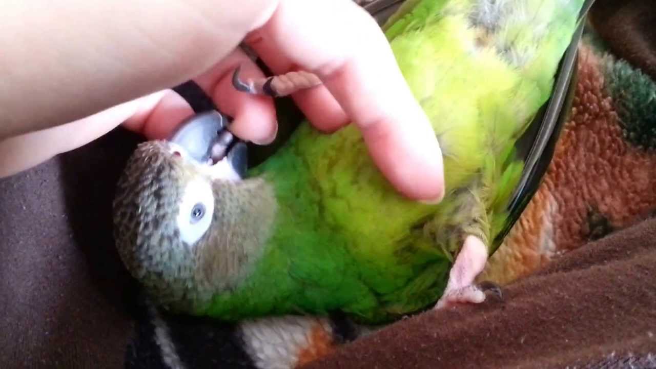Playing Dusky conure - YouTube