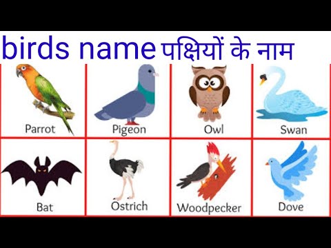 20 birds name in hindi and english।birds name, pakshiyon ke naam ...