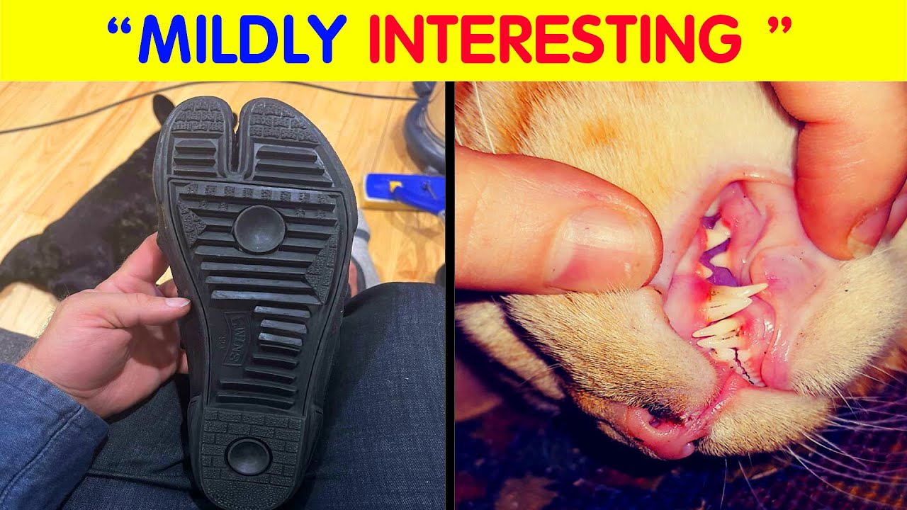 ‘Mildly Interesting’ Things That May Surprise You - YouTube