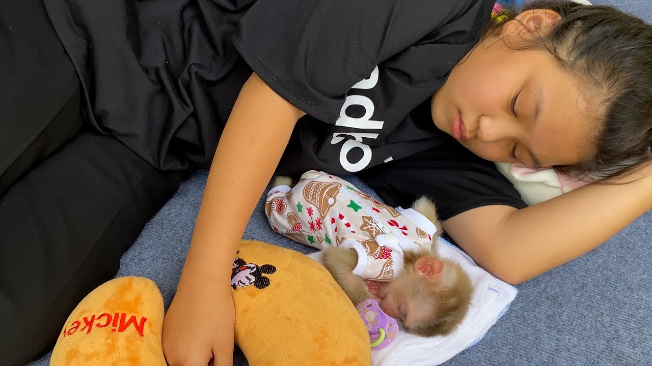 Baby monkey ZIM takes a sweet nap with her sister | Monkey Zim - YouTube