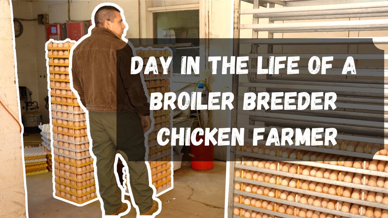 Day in the Life of a Broiler Breeder Chicken Farmer - YouTube
