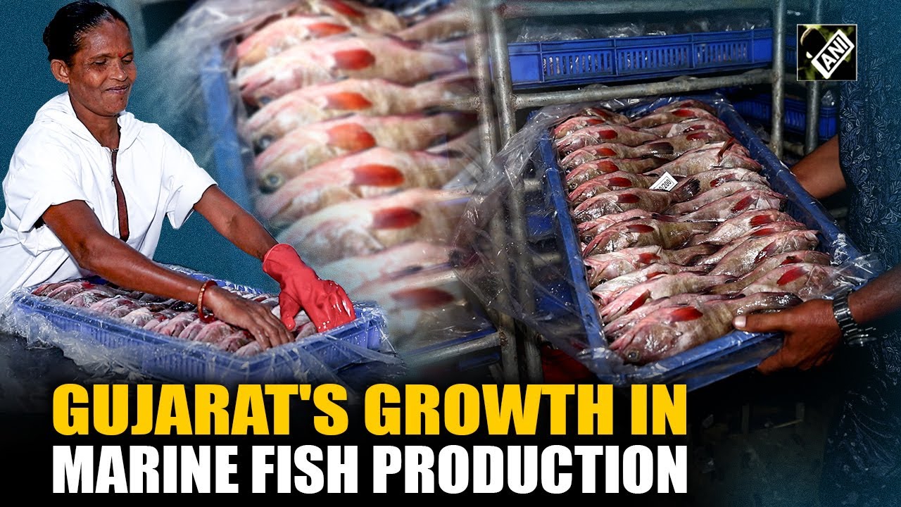 Government Support Powers Gujarat's Rise in Marine Fish Production ...