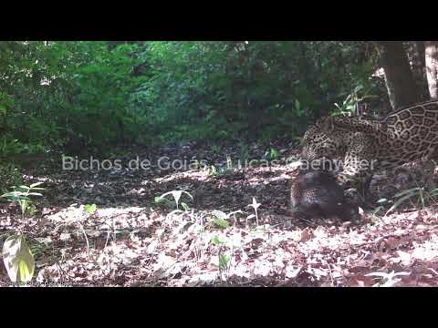 Onça-pintada ataca Catitu (porco do mato) na frente da câmera trap
